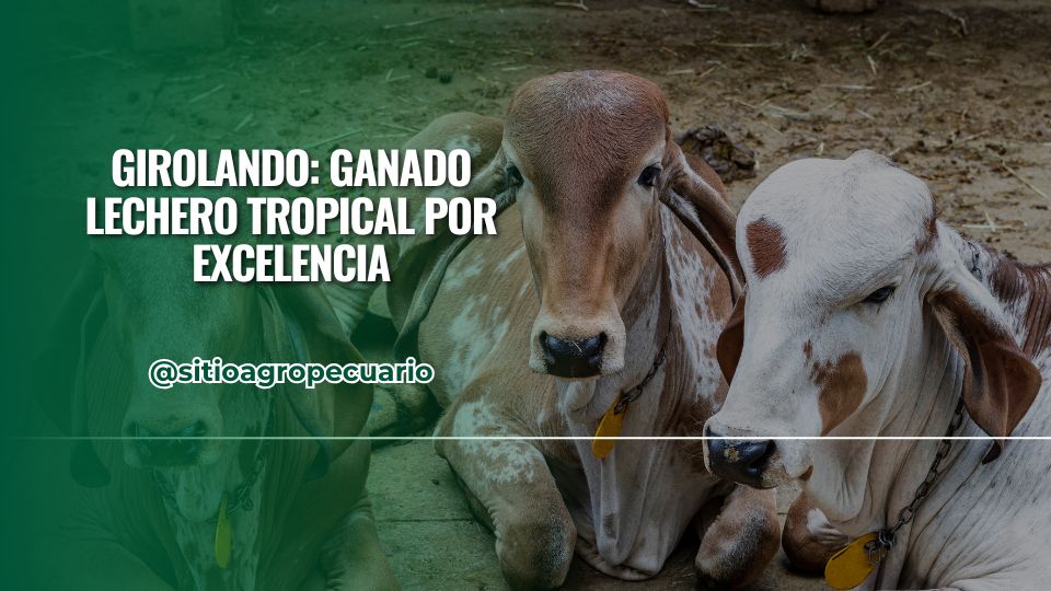 Girolando: Ganado lechero tropical por excelencia